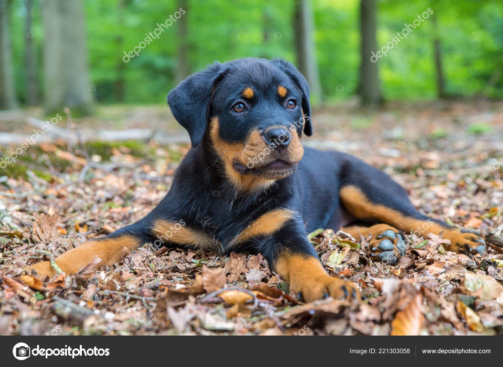 Are Rottweilers Hunting Dogs