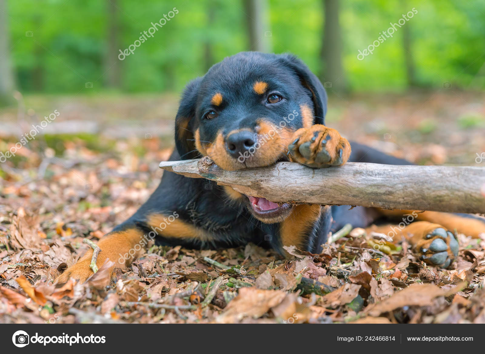 Rottweiler Bite