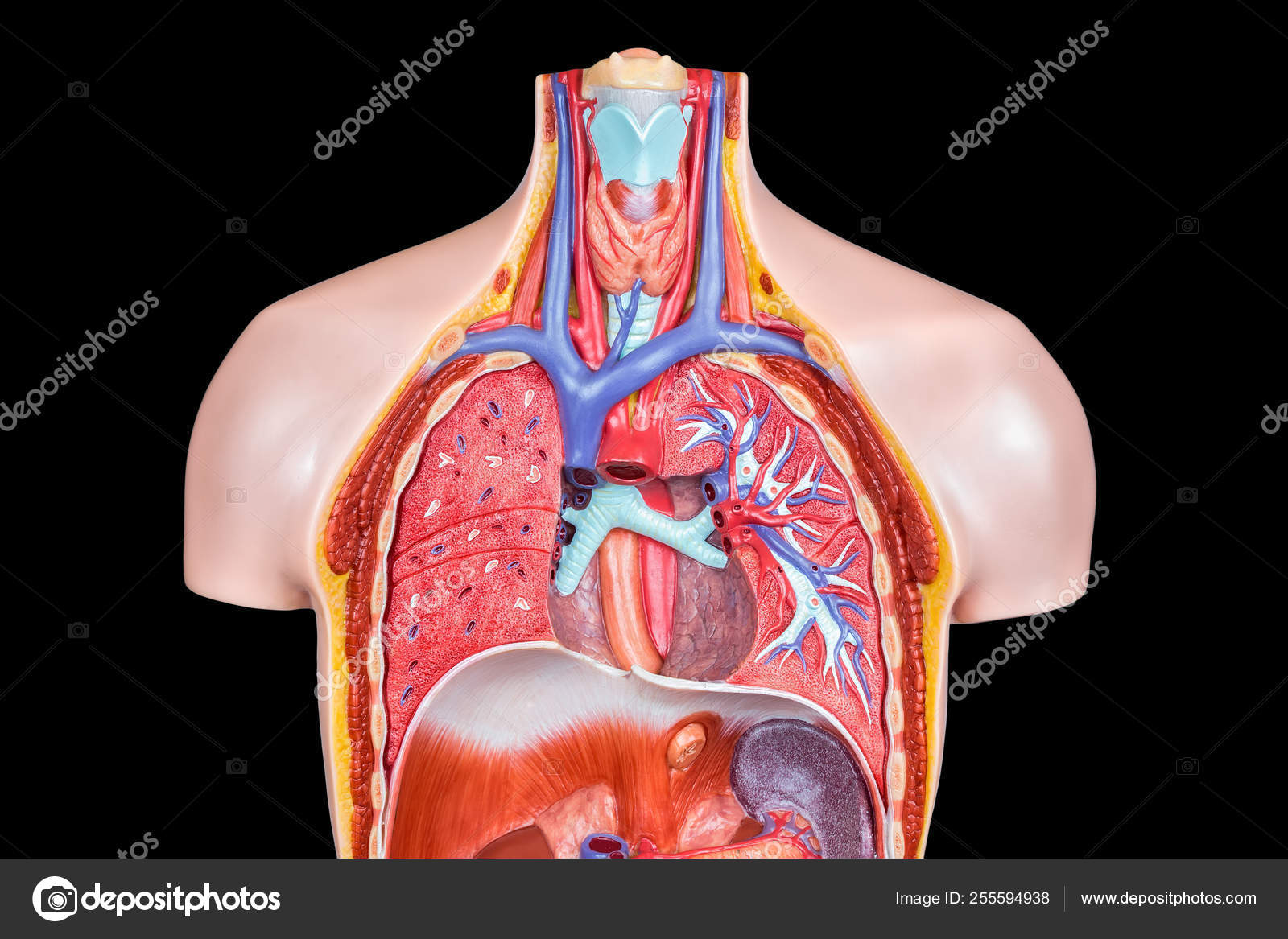 Inside The Human Body Real