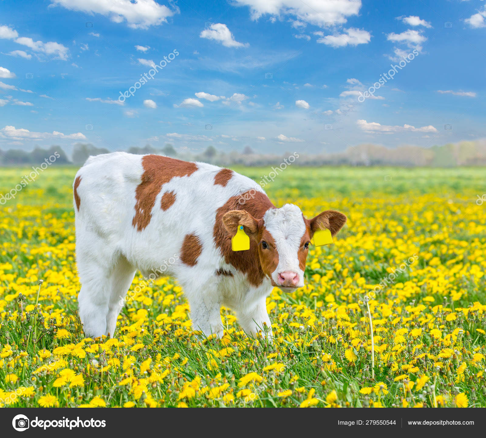 Ternero Holstein Rojo Ternero Holstein New Ray Vintage Y2K RETIRADO