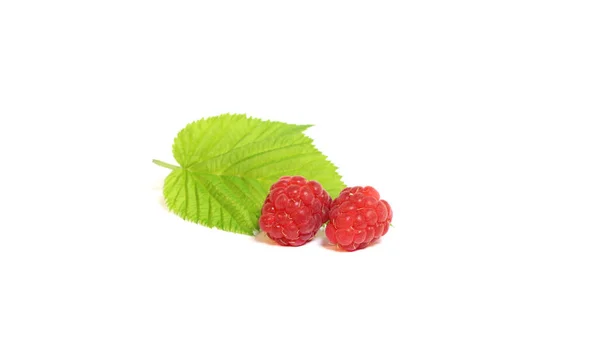 Unripe raspberry Stock Photos, Royalty Free Unripe raspberry Images ...