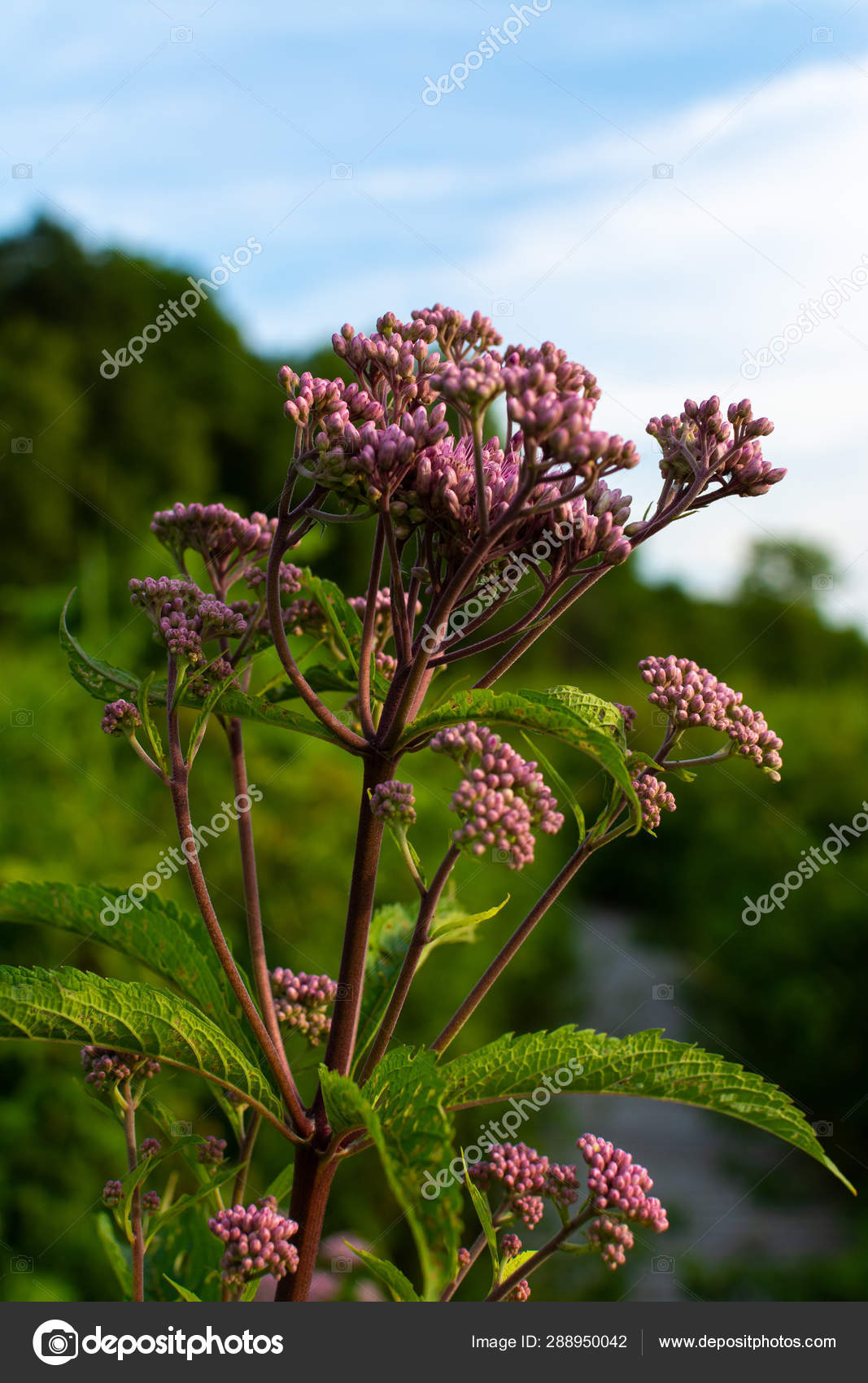 Popeye weed — Stock Photo © wasppics #288950042