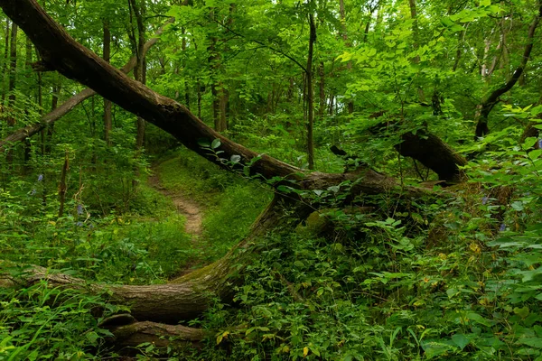 Fallen tree on the hiking trail on a cloudy Summer morning. Mississippi ...