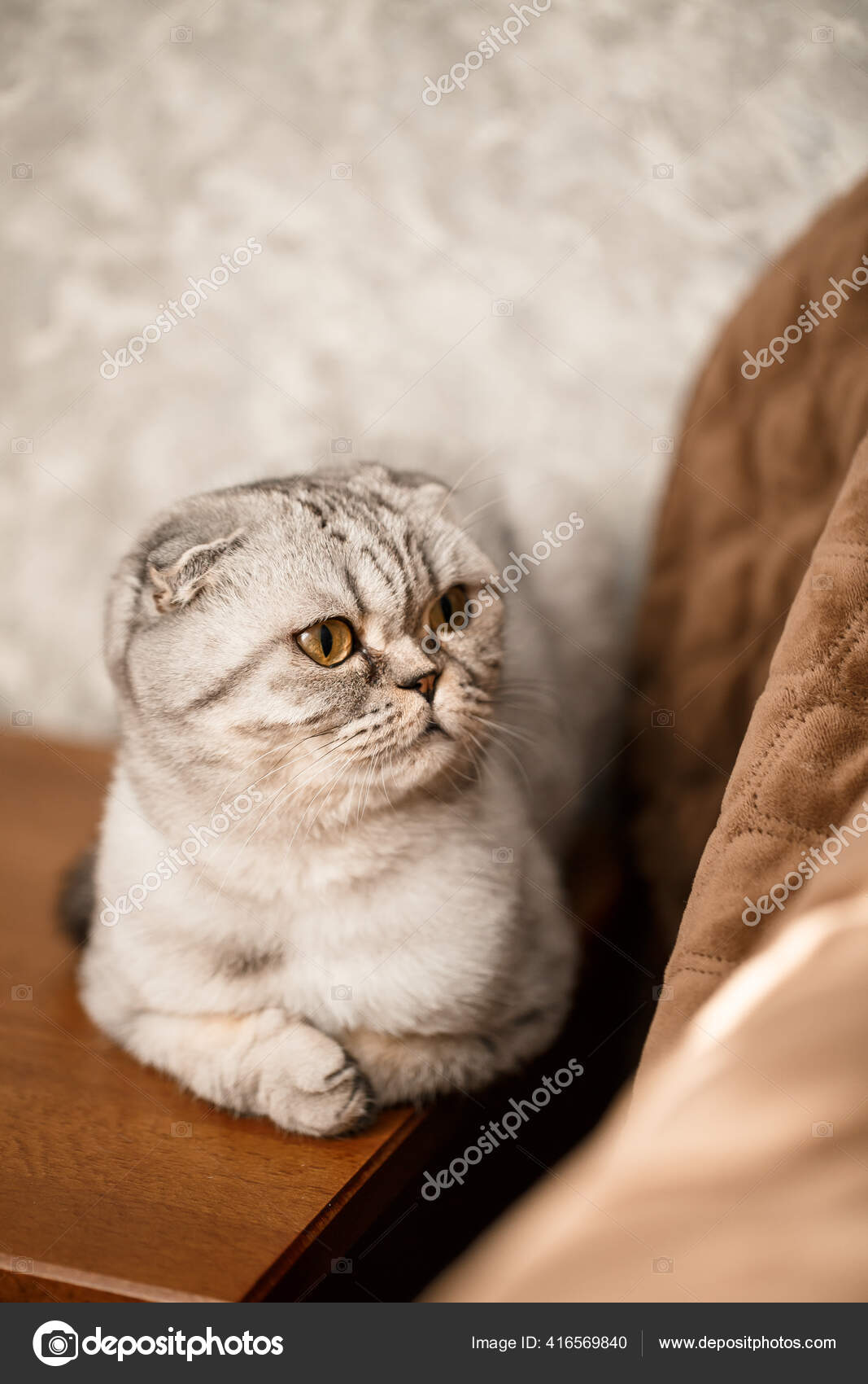 Beautiful Gray Large Scottish Fold Cat Scottish Fold Pet Playful ...