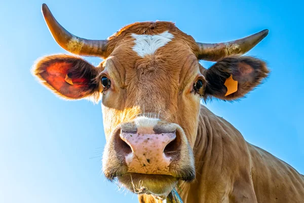 Cow head Images - Search Images on Everypixel