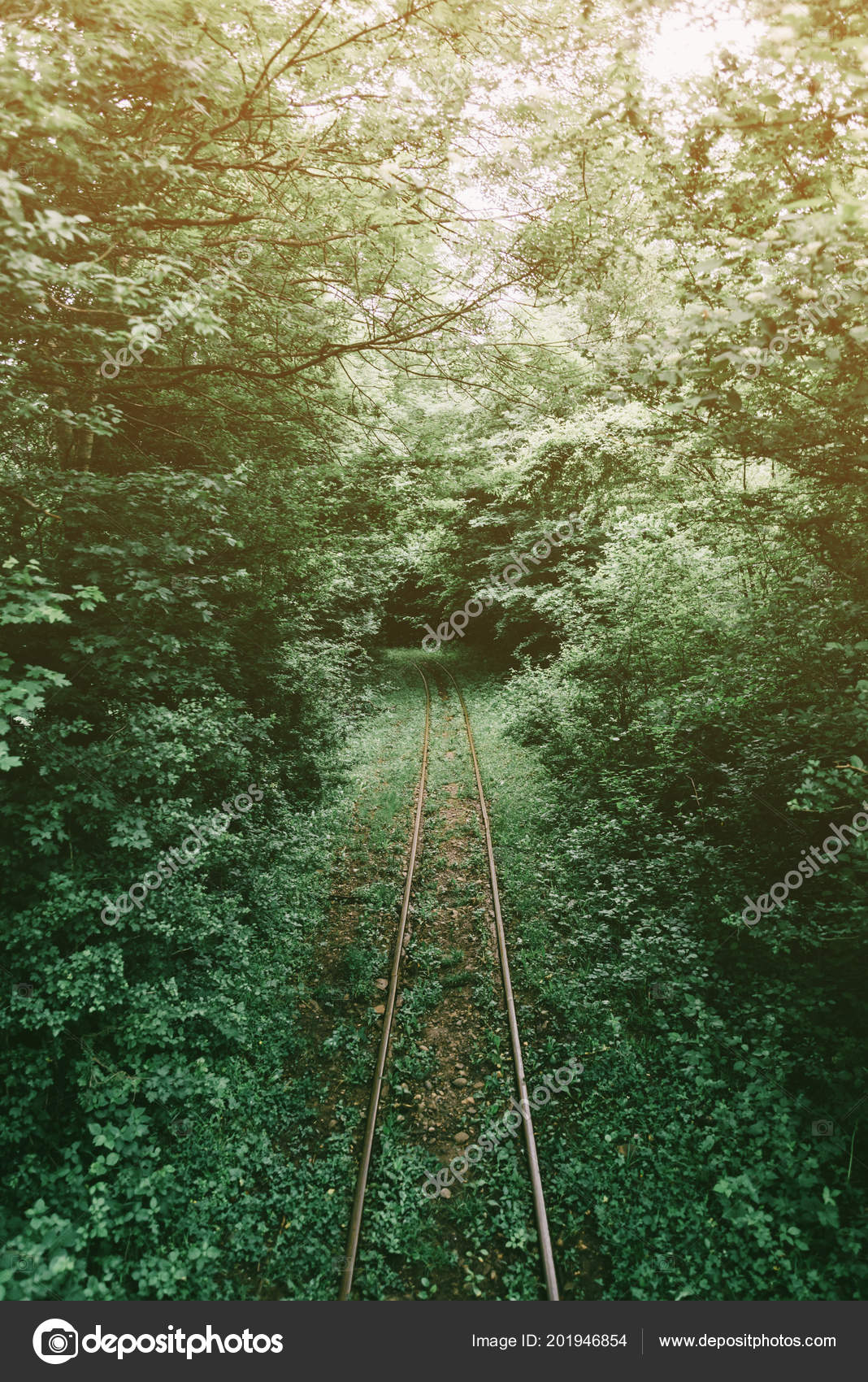 Velha Ferrovia Bitola Estreita Floresta Verão — Foto © Remains #201946854