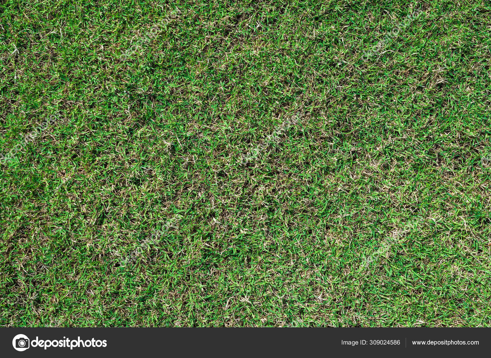 Green grass ground texture background in fresh spring. — Stock Photo ...