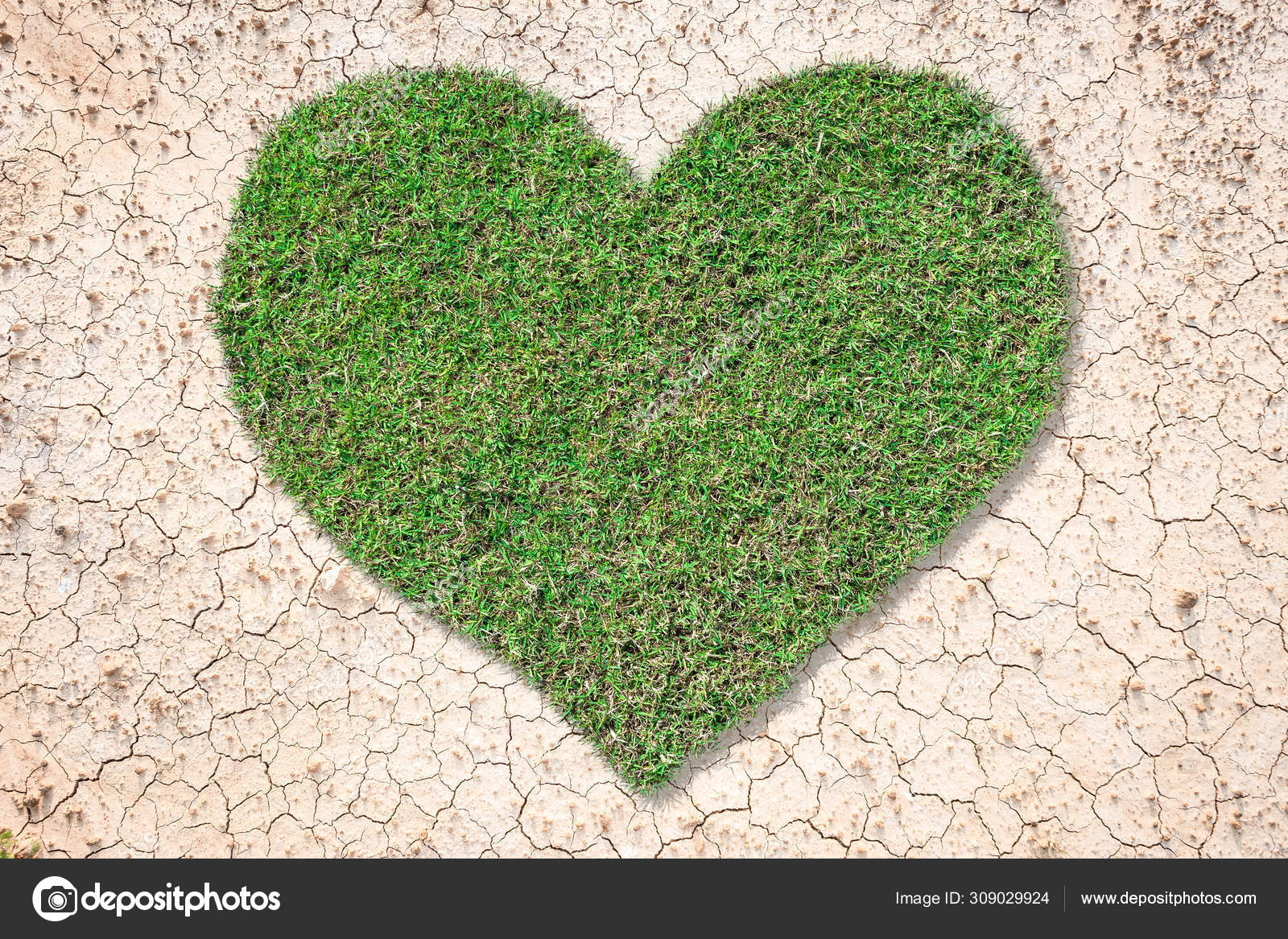 Heart-shaped green grass growing on brown dry soil or cracked gr ...