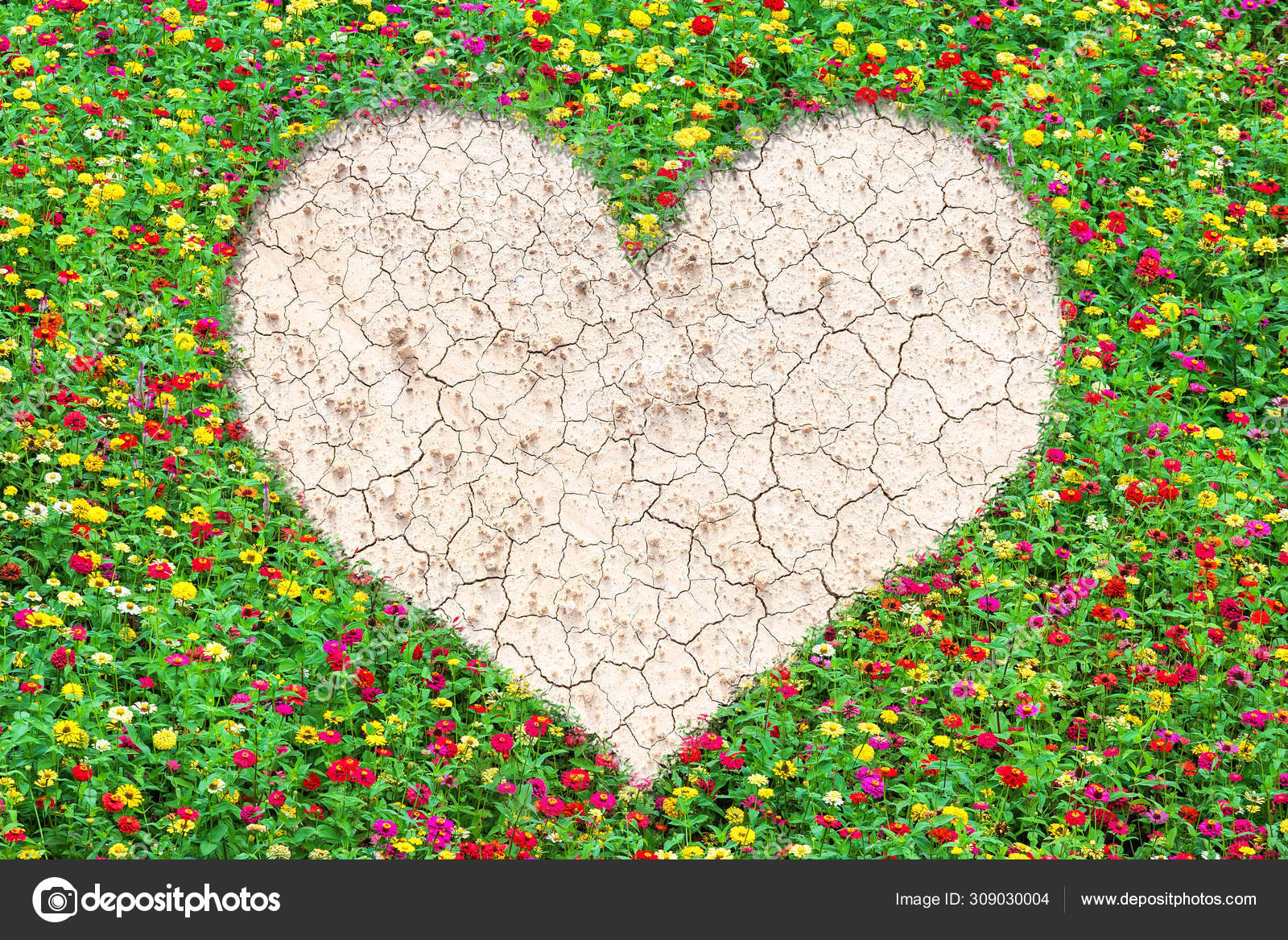 Heart-shaped field of common zinnia beautifully with green leave ...