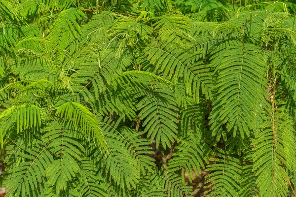 Mimosa estufa árvore Stock Photos, Royalty Free Mimosa estufa árvore ...