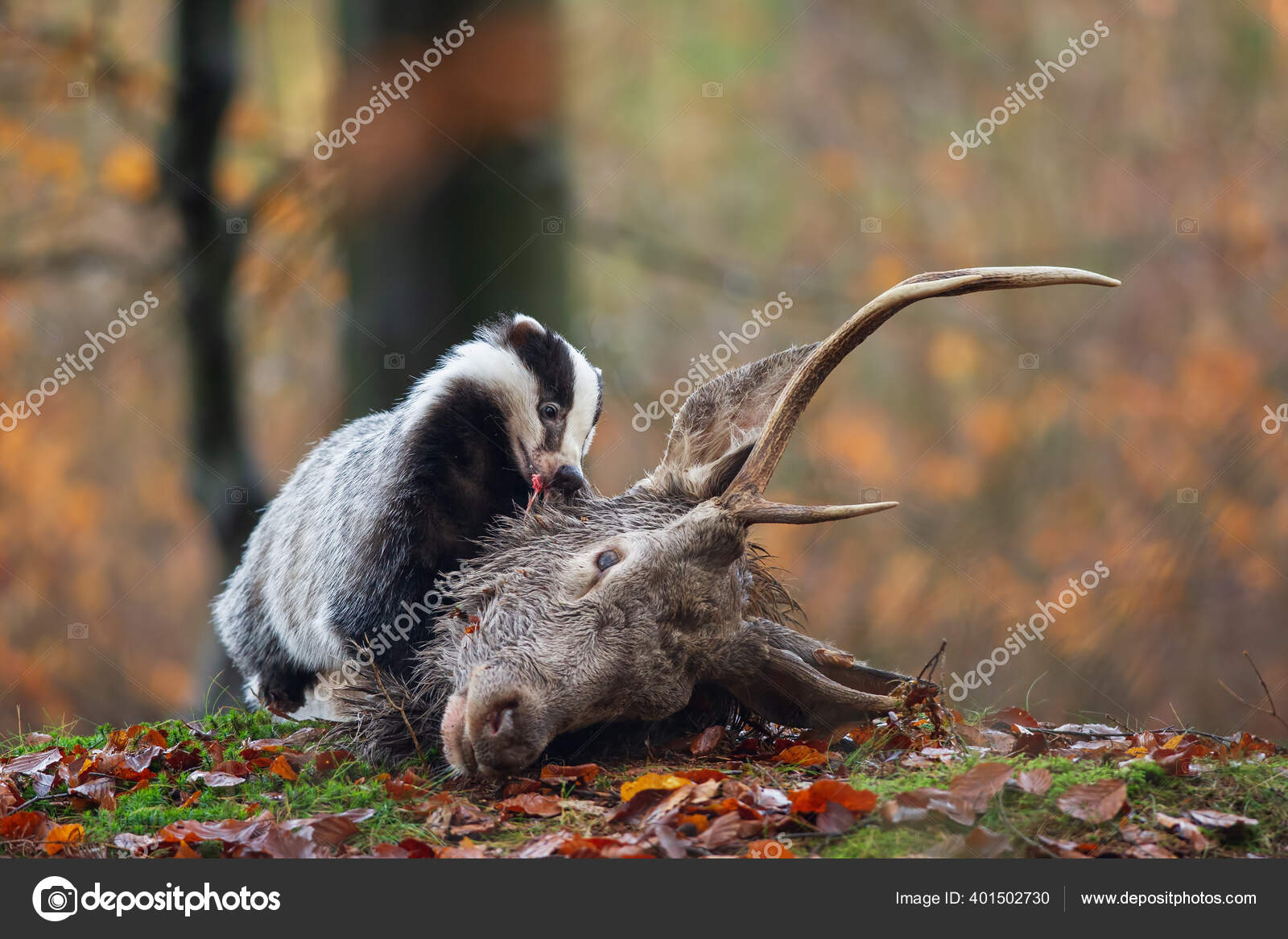 European badger eating fallen deer. Scavenger in action. Meles meles ...