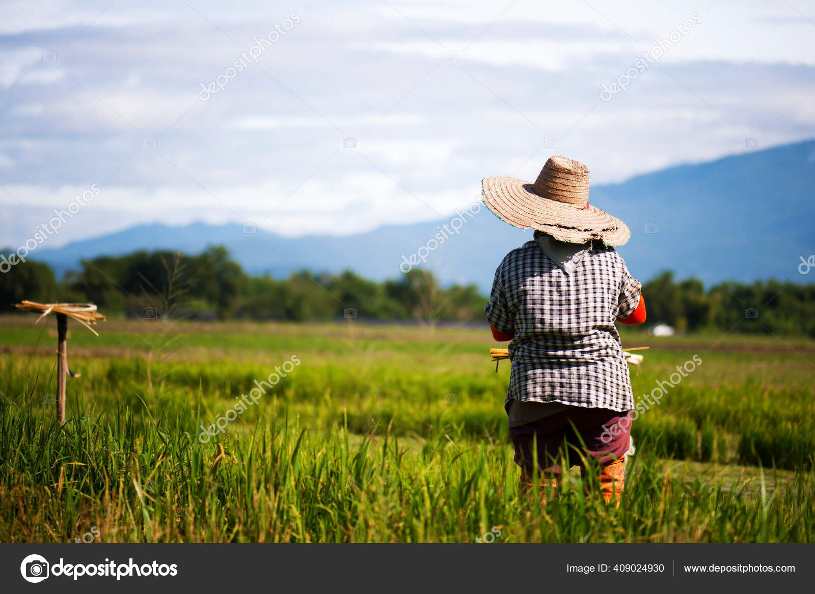 Asian Farmer Transplant Rice Seedlings Rice Field Farmer Planting Rice ...