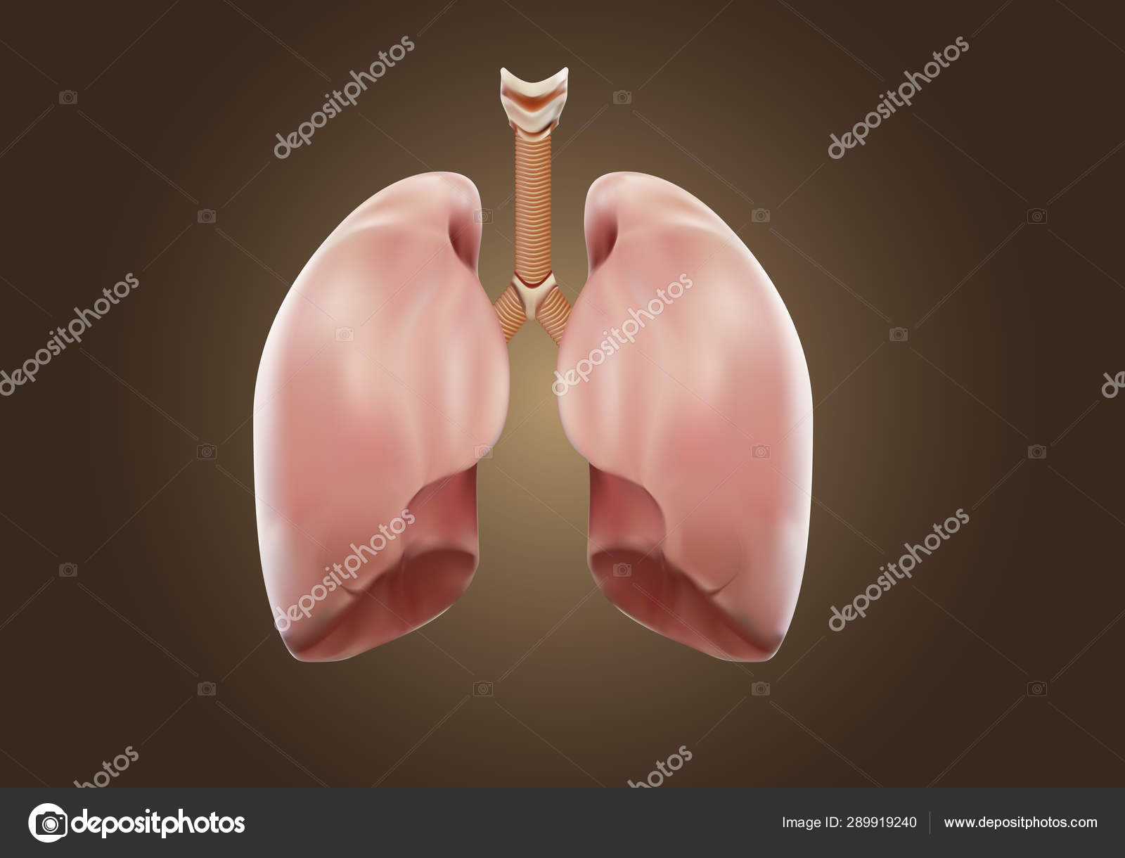Strong lung Autopsy medical concept, 3D display. — Stock Photo ...