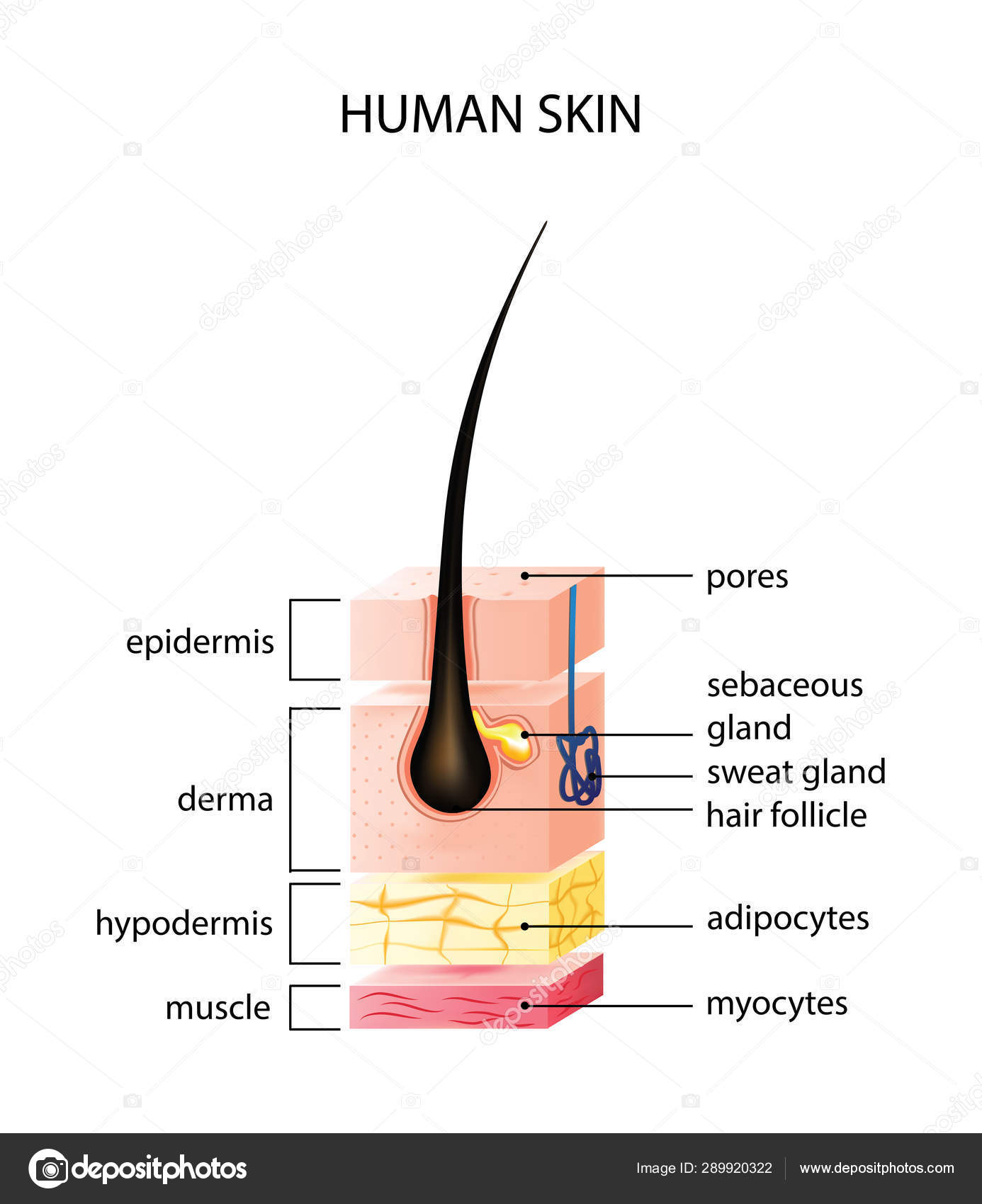 Human Skin Tissue