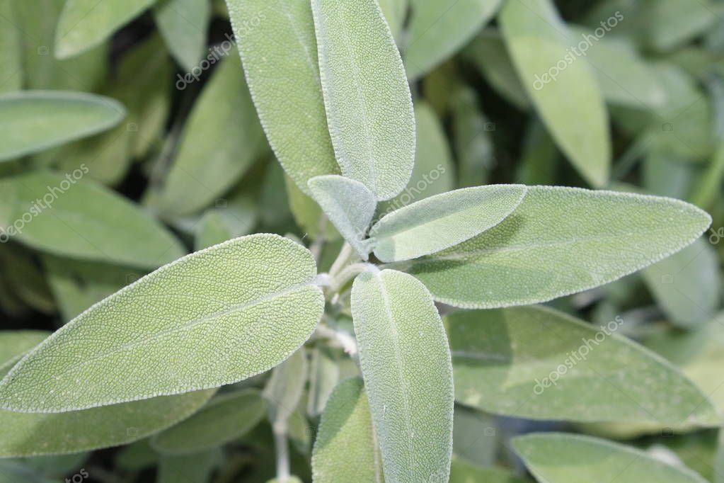 Salvia (Salvia officinalis), una planta medicinal, también llamada ...