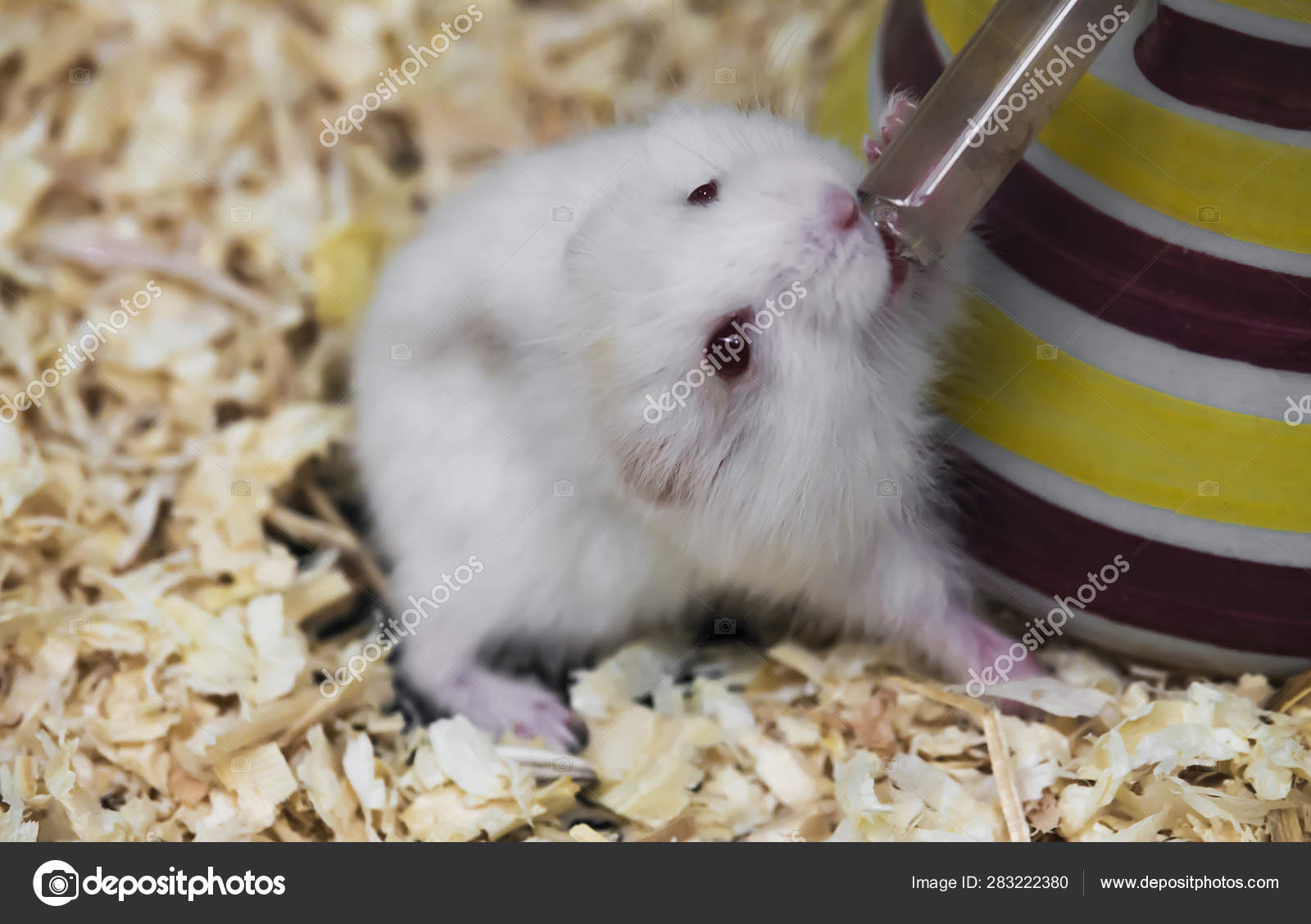 Hamster Drinking Water