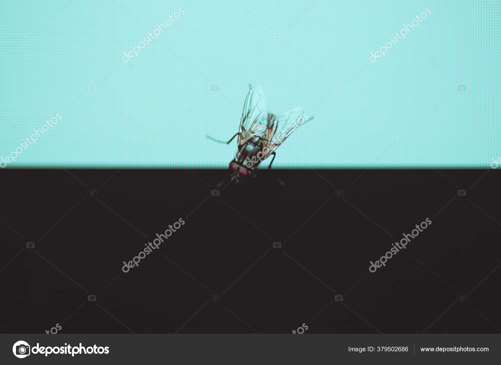 Macro Photograph Fly Insect Computer — Stock Photo © arturovereaphoto ...