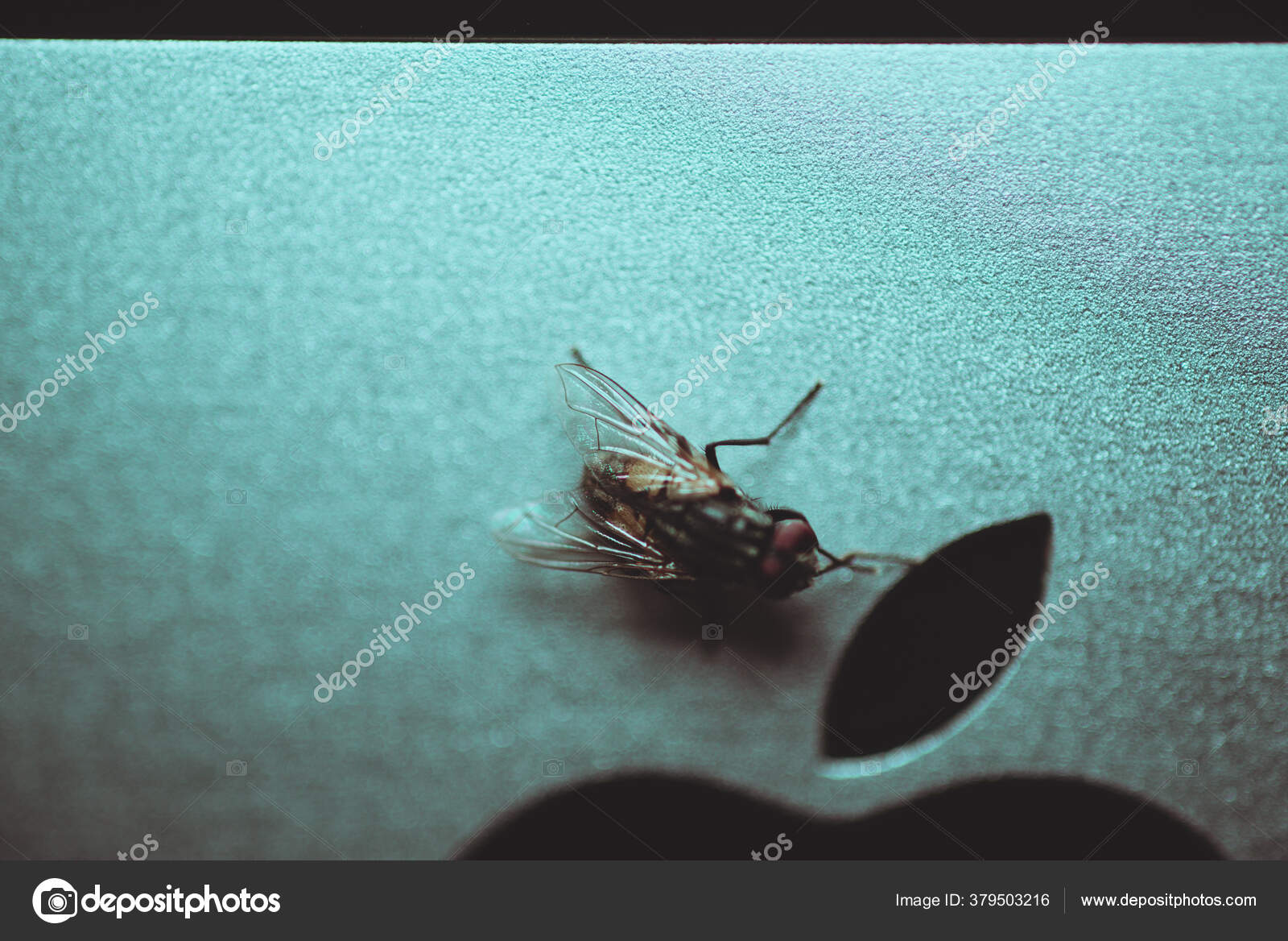 Macro Photograph Fly Insect Computer — Stock Editorial Photo ...