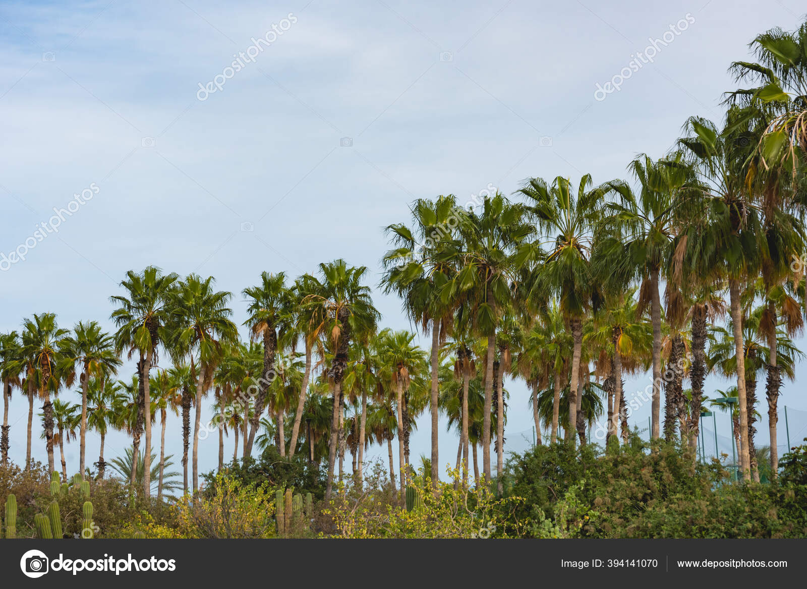 Maravillosa Vegetación Los Cabos México Palmeras — Foto de stock ...