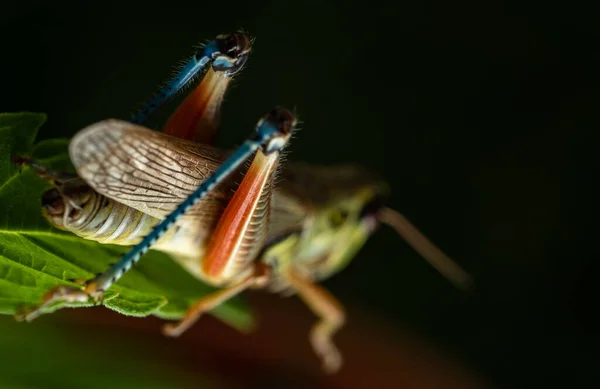 Grasshopper macro tree Stock Photos, Royalty Free Grasshopper macro ...