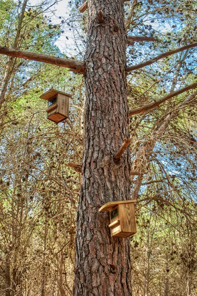 nest boxes or bird houses on trees - Stock Image - Everypixel