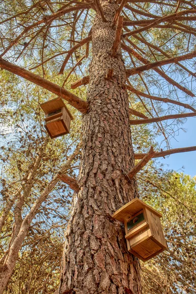 nest boxes or bird houses on trees - Stock Image - Everypixel