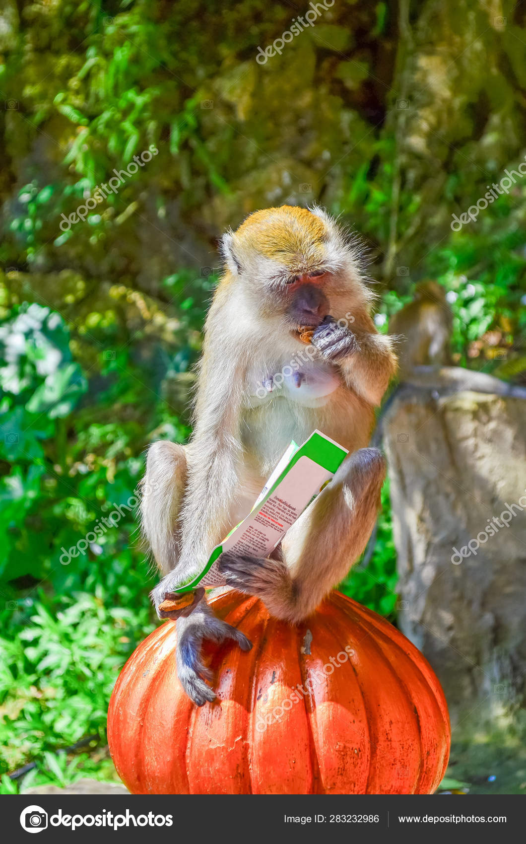 Monkey with a package — Stock Photo © sskzp #283232986