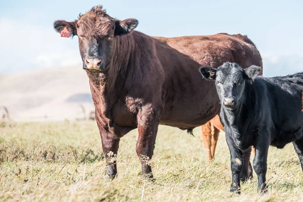 Angus cattle Stock Photos, Royalty Free Angus cattle Images | Depositphotos