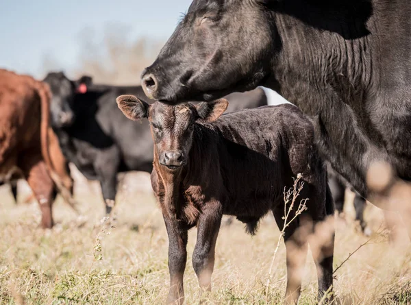 Fotos de Gado angus, Imagens de Gado angus sem royalties | Depositphotos