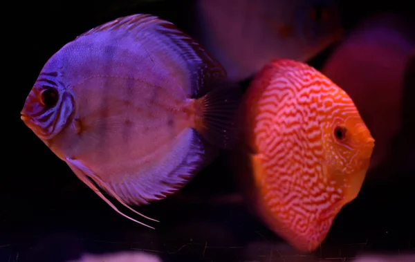 Pink Discus Fish