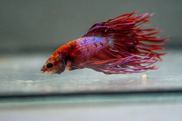 El pez siam s de lucha (Betta splendens), tambi n conocido como ...