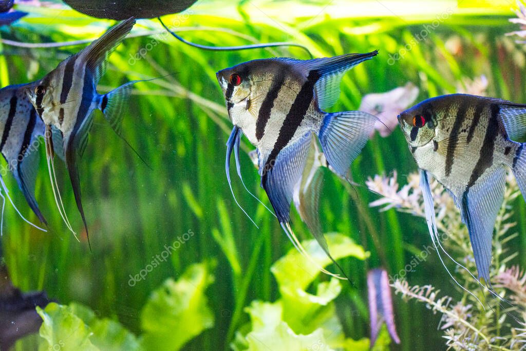Peces de acuario de agua dulce, Pez ángel del río Amazonas ...
