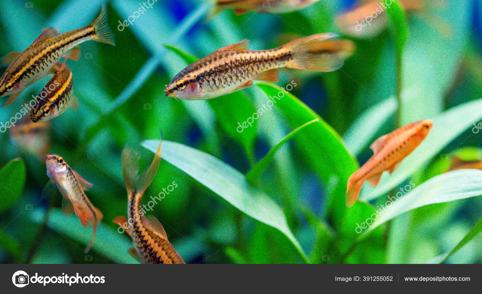 Pink Freshwater Aquarium Fish