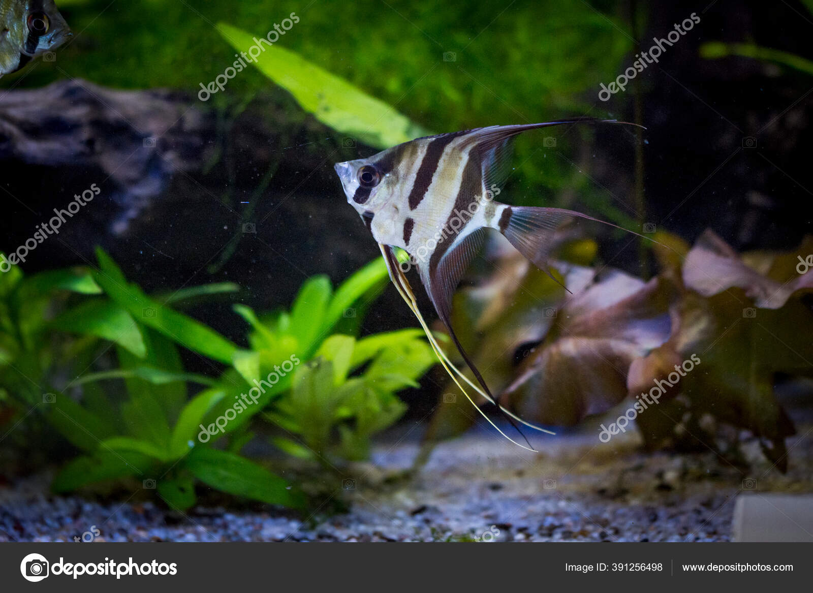 Amazon River Aquarium Fish