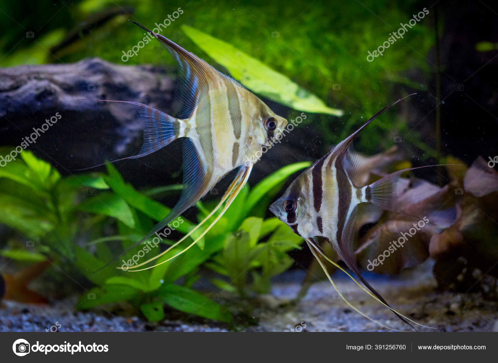 Freshwater Aquarium Fish Angelfish Amazon River Pterophyllum Scallare ...