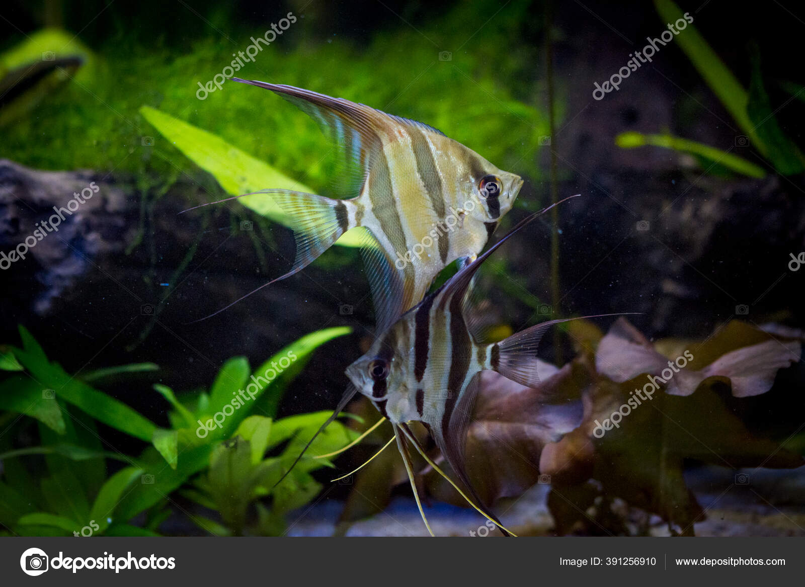 Freshwater Aquarium Fish Angelfish Amazon River Pterophyllum Scallare ...