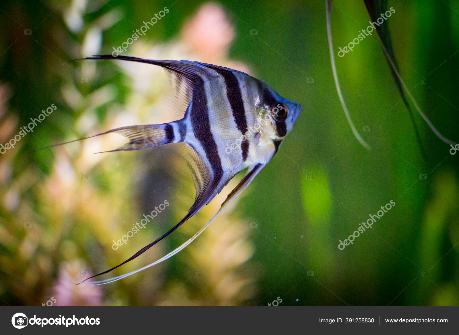 Freshwater Aquarium Fish Angelfish Amazon River Pterophyllum Scallare ...
