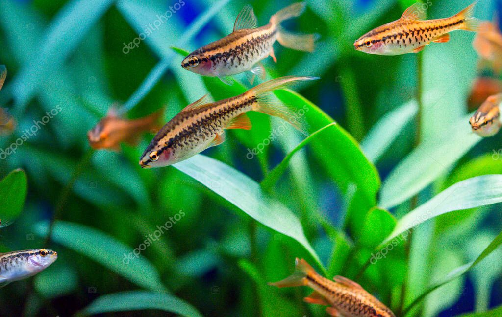 Rosa (rosa) peces de acuario de agua dulce, p as de Asia, Sumatra ...