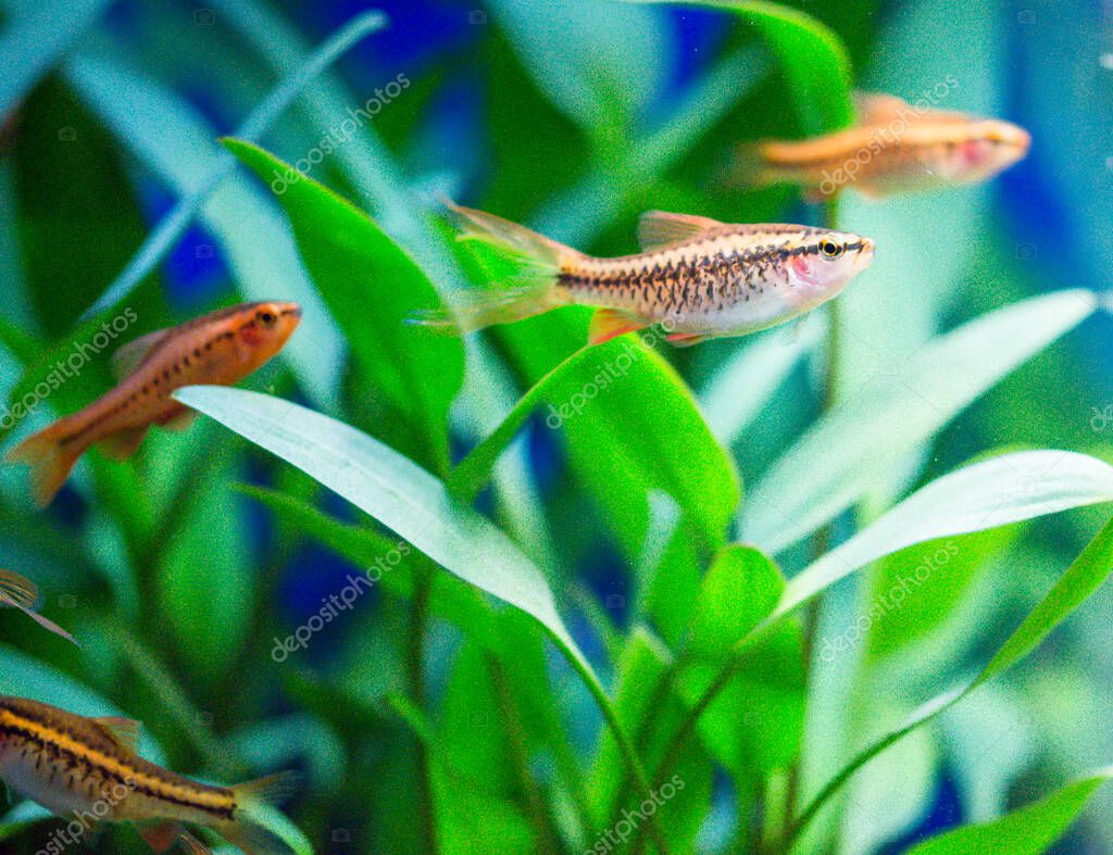 Rosa (rosa) peces de acuario de agua dulce, púas de Asia, Sumatra ...