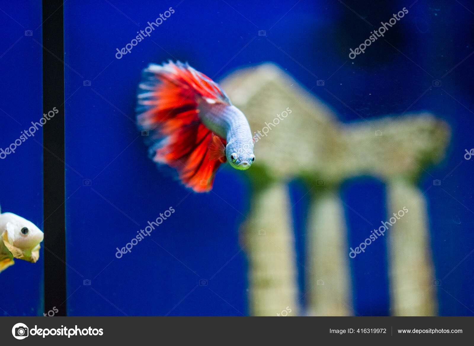 Thesiamese Fighting Fish Betta Splendens Also Known Thebetta — Stock ...