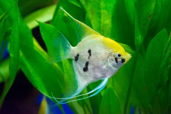 Freshwater angelfish Stock Photos, Royalty Free Freshwater angelfish ...