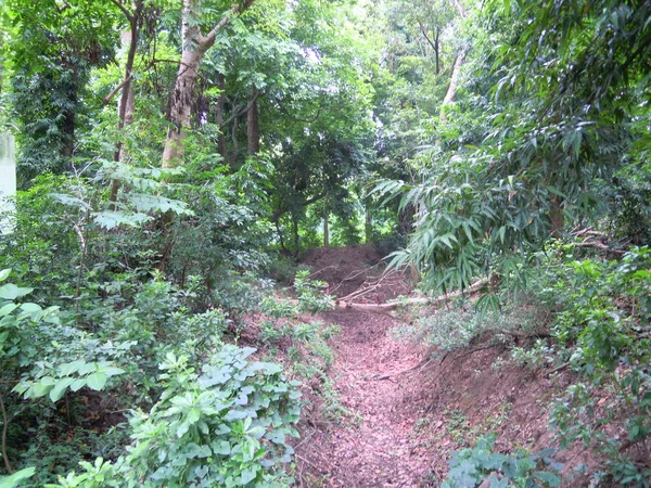 Jungle track Stock Photos, Royalty Free Jungle track Images | Depositphotos