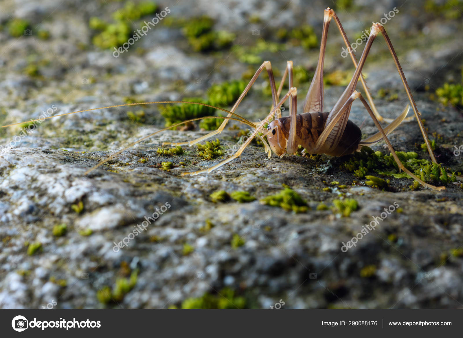 Giant Cave Cricket