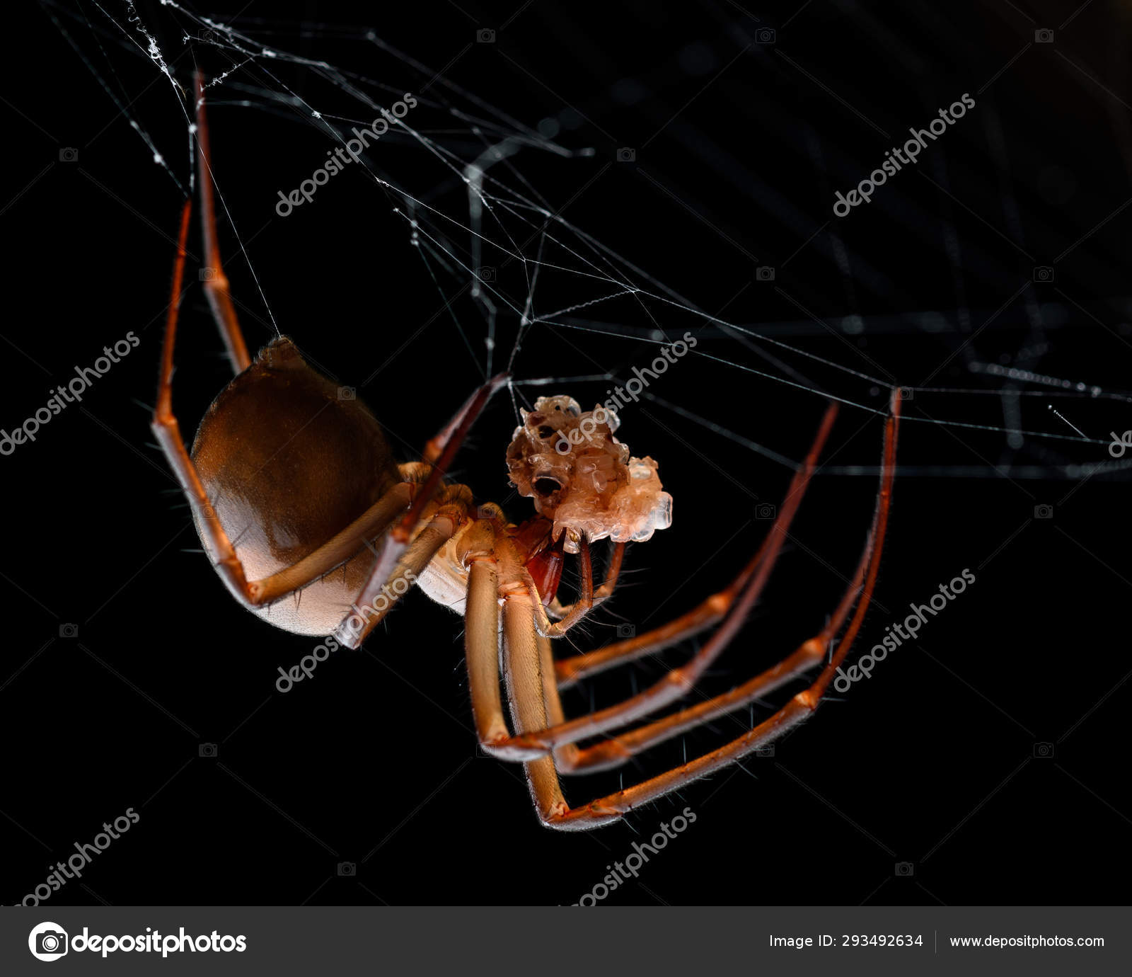 Meta bourneti (Bournet's Cave-spider) eating — Stock Photo ...