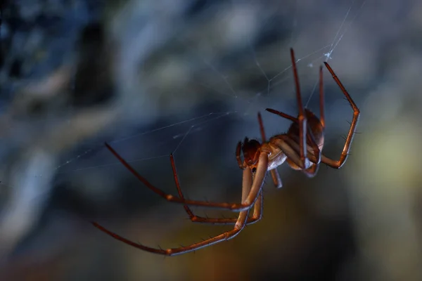 Meta bourneti (Bournet 's Cave-spider) araña grande en una cueva de ...