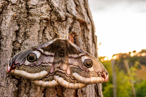 Emperor moth Stock Photos, Royalty Free Emperor moth Images | Depositphotos