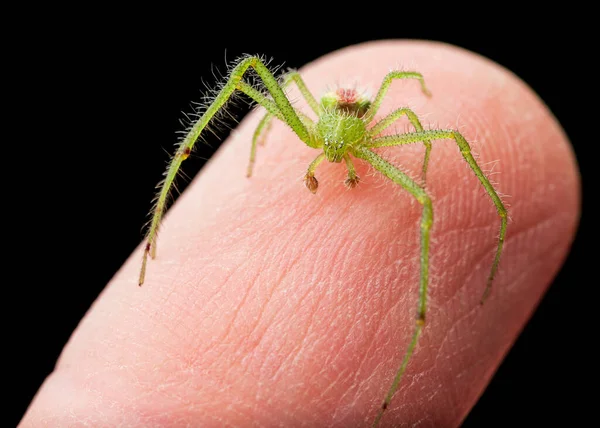 Spider on finger Stock Photos, Royalty Free Spider on finger Images ...