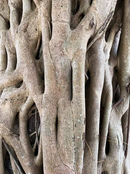 Elephant roots Stock Photos, Royalty Free Elephant roots Images ...