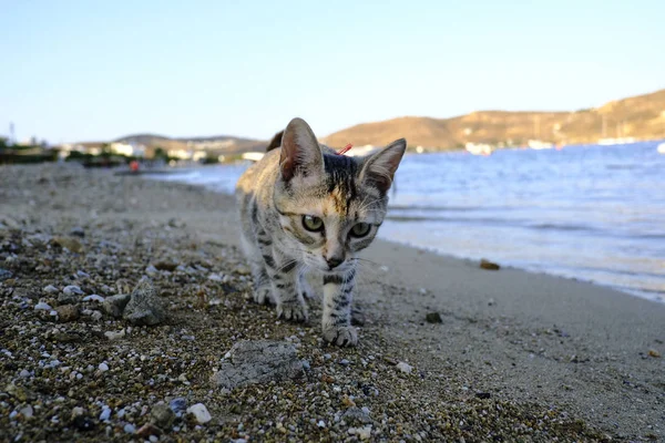 Chats de mer images libres de droit, photos de Chats de mer | Depositphotos