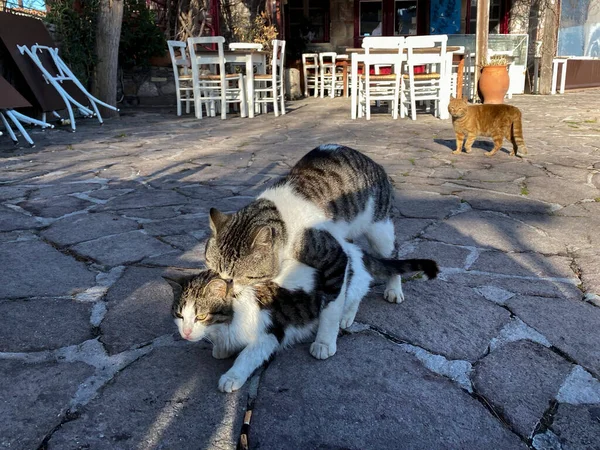 Greek locals Stock Photos, Royalty Free Greek locals Images | Depositphotos